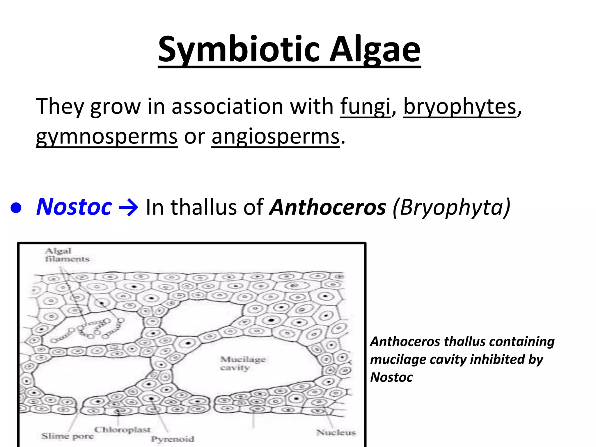 Habitats of algae.pptx