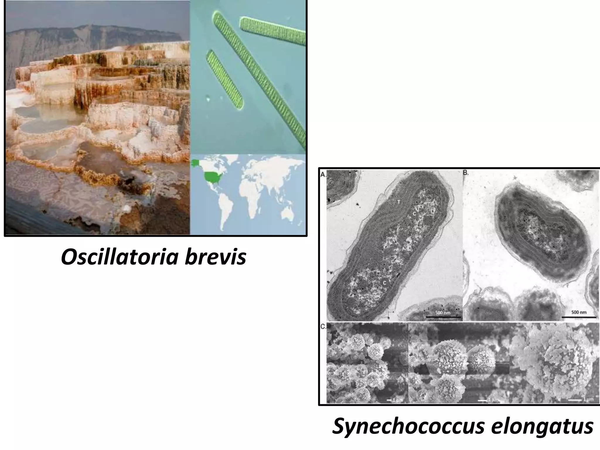 Habitats of algae.pptx