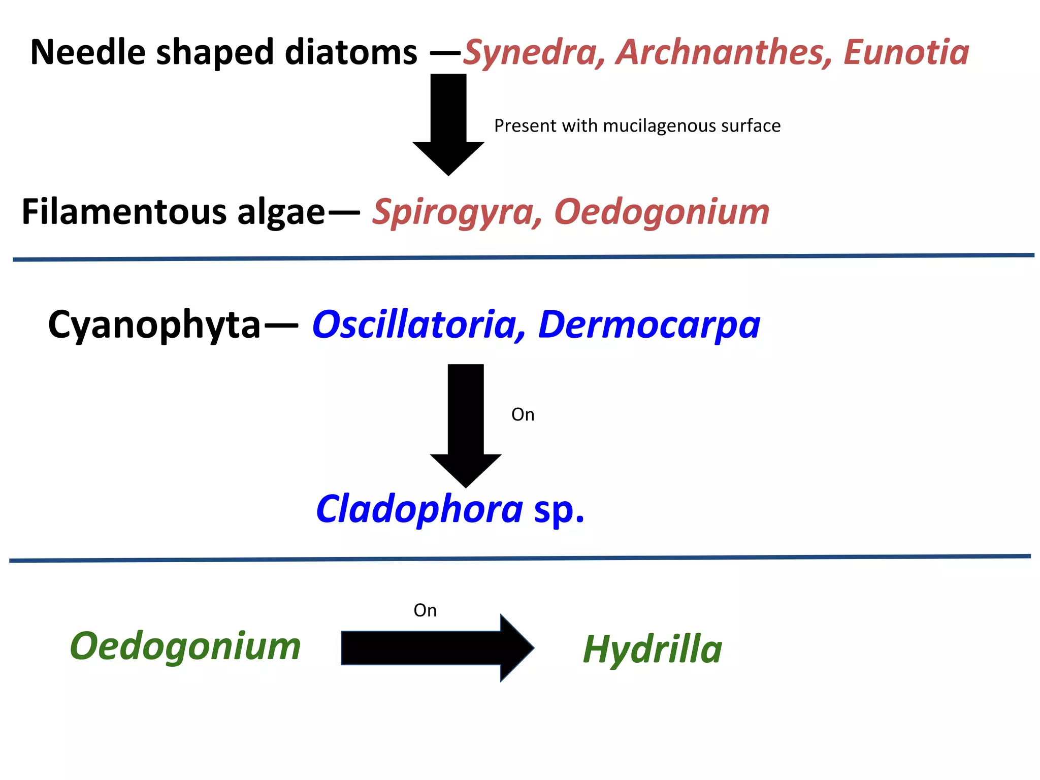 Habitats of algae.pptx