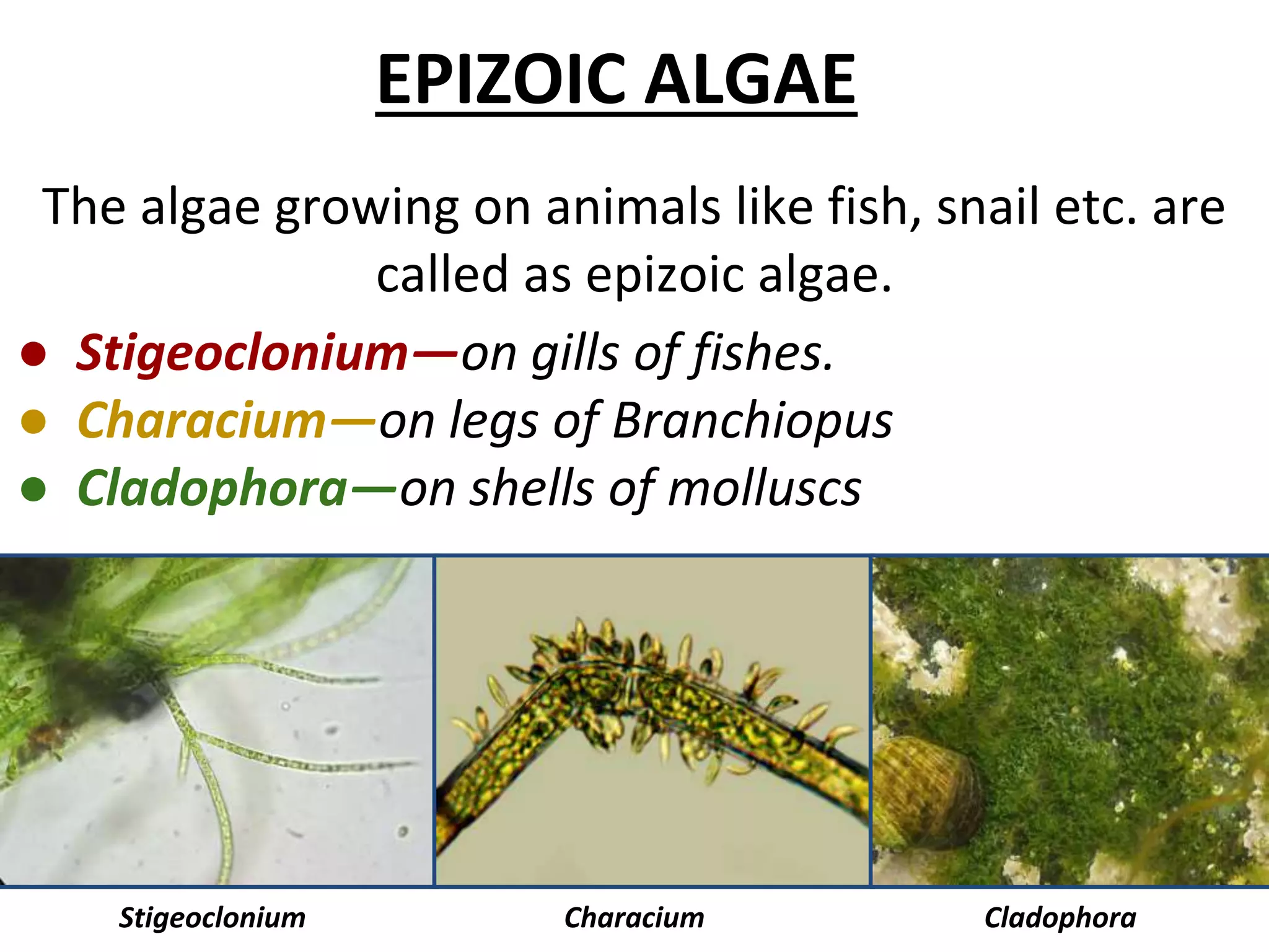 Habitats of algae.pptx
