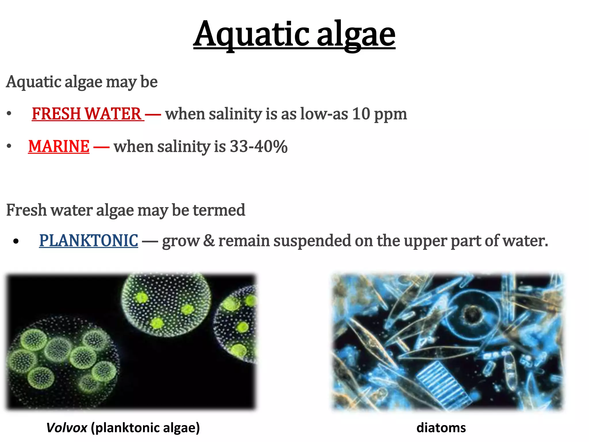 Habitats of algae.pptx