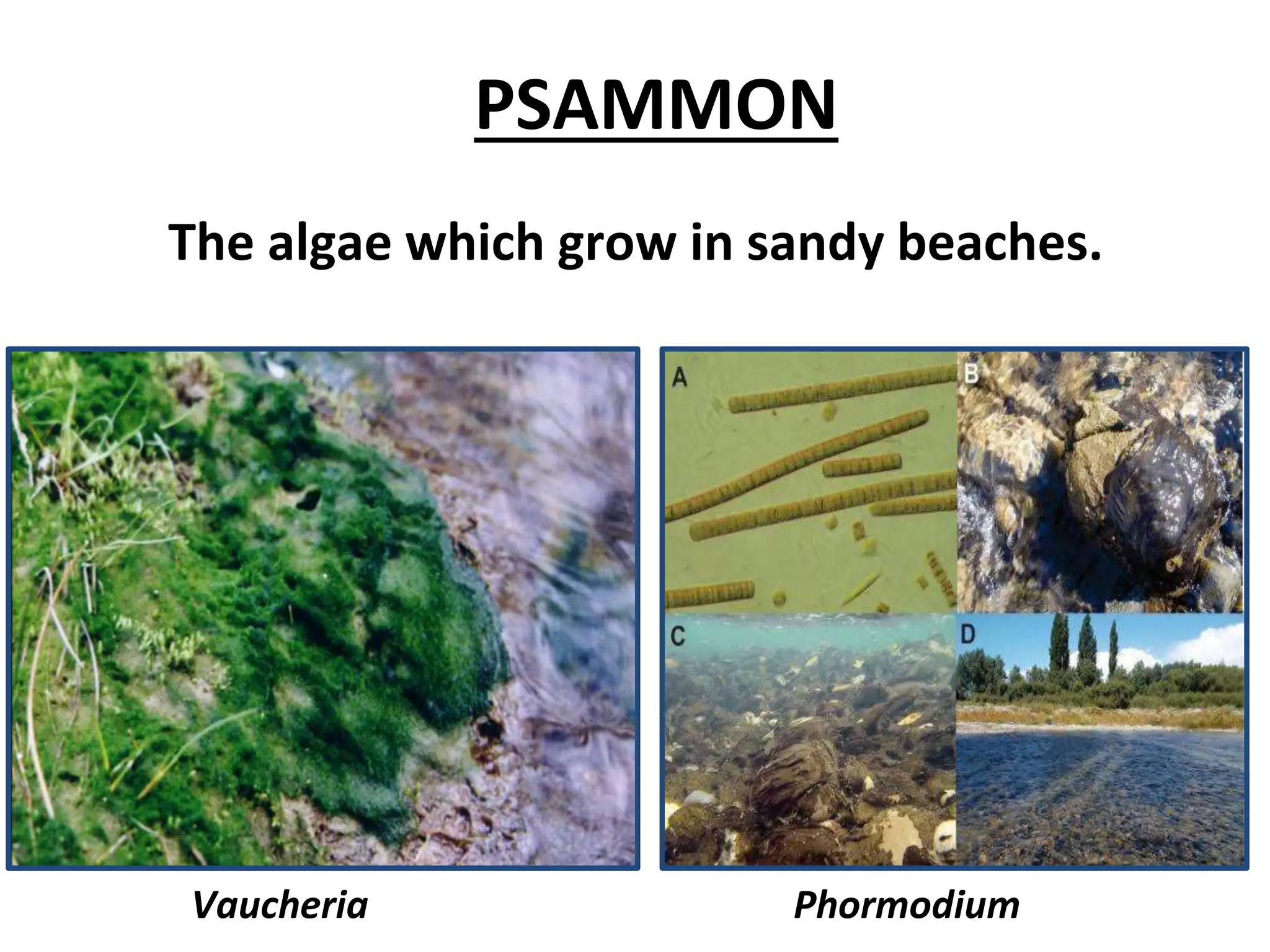 Habitats of algae.pptx