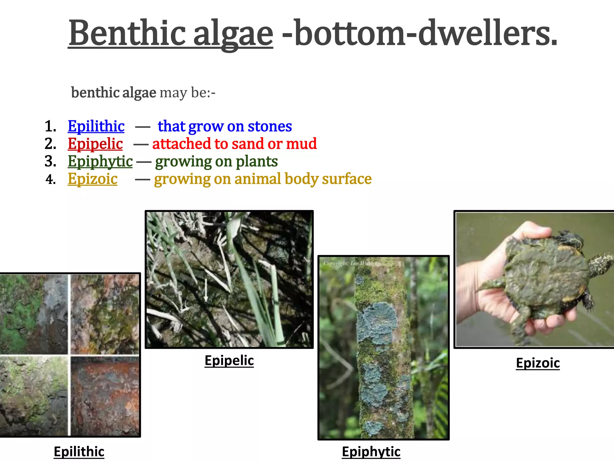Habitats of algae.pptx
