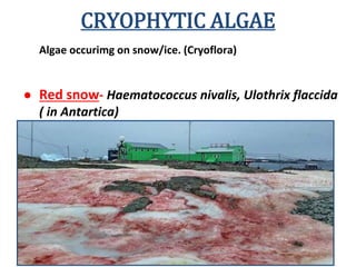 Habitats of algae.pptx