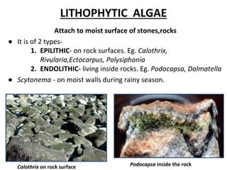 Habitats of algae.pptx