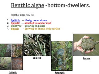 Habitats of algae.pptx