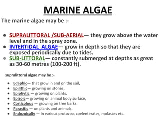 Habitats of algae.pptx