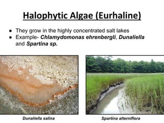 Habitats of algae.pptx