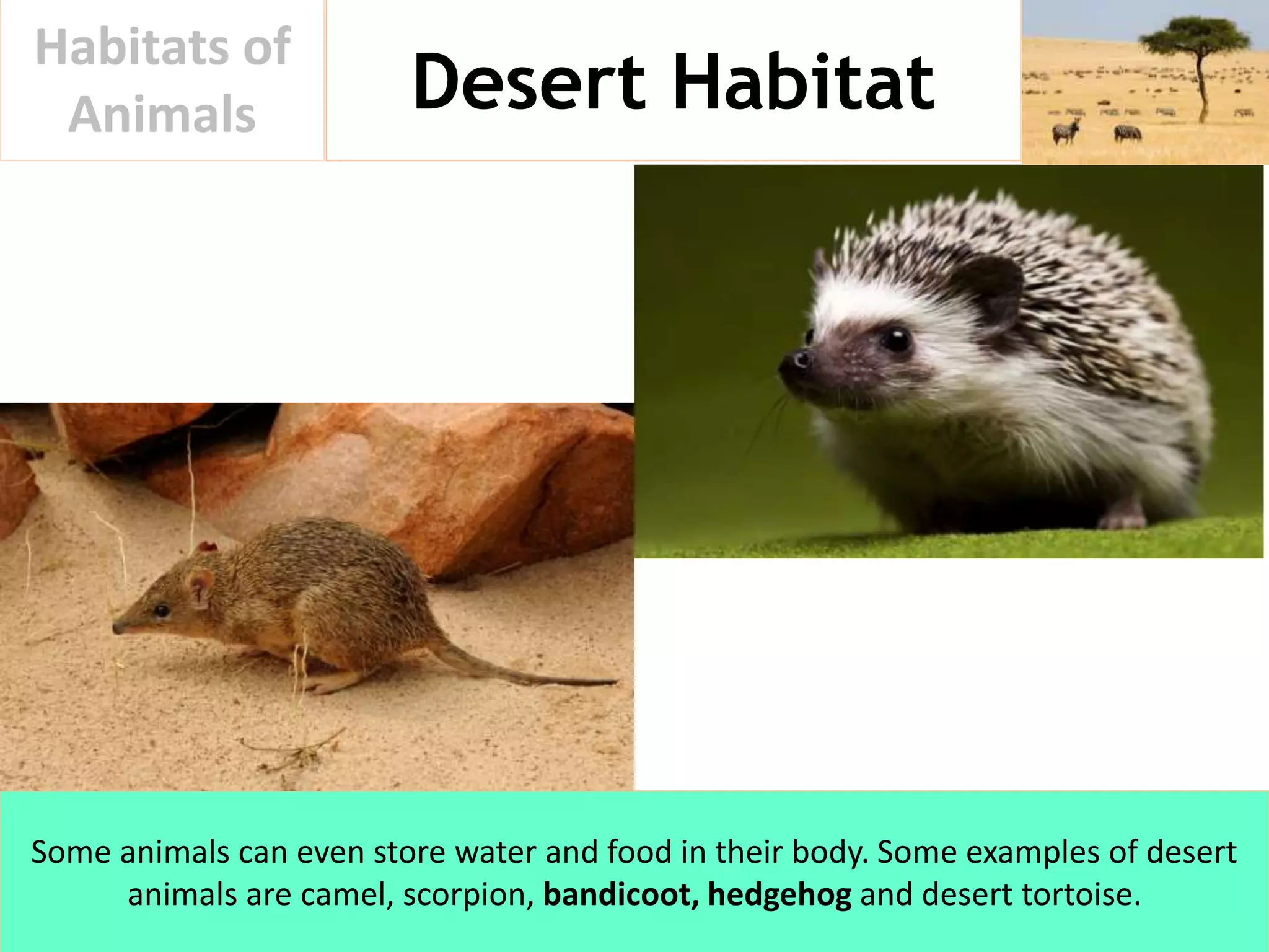 Habitats of Animals | PPTX