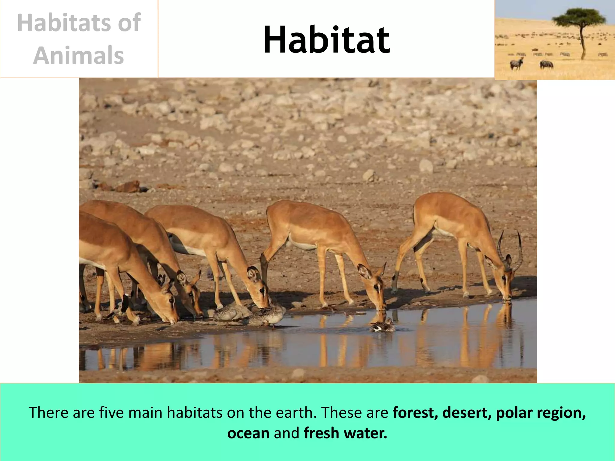 Habitats of Animals | PPTX