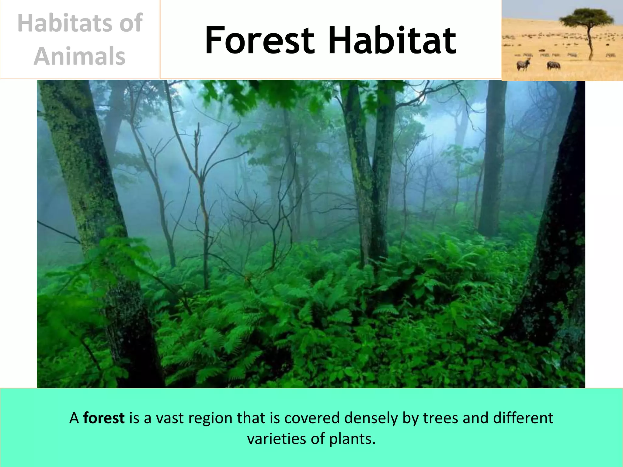 Habitats of Animals | PPTX