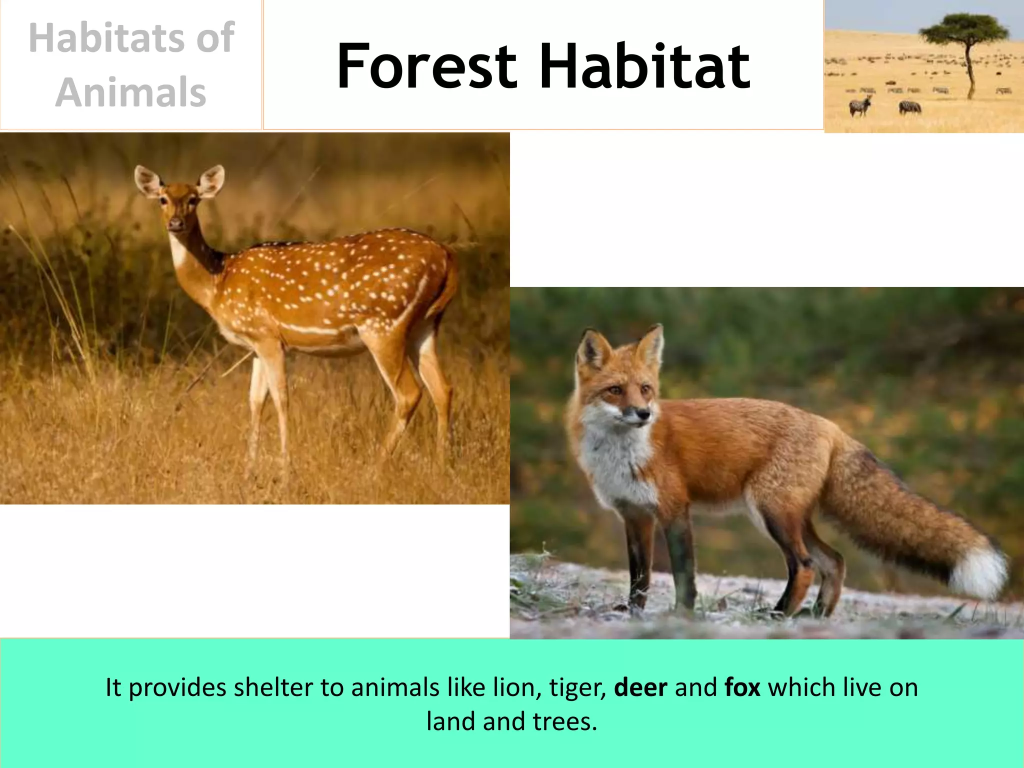 Habitats of Animals | PPTX