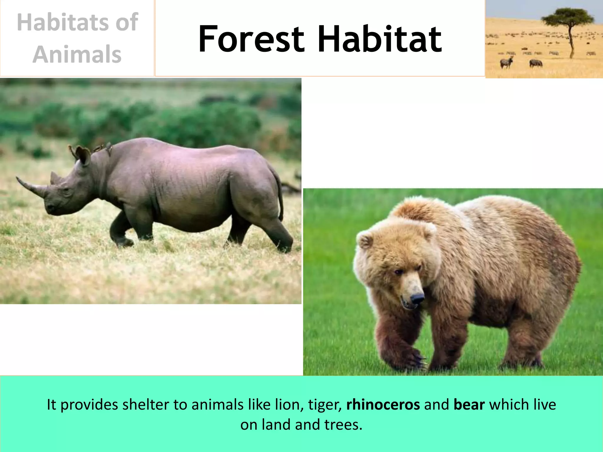 Habitats of Animals | PPTX