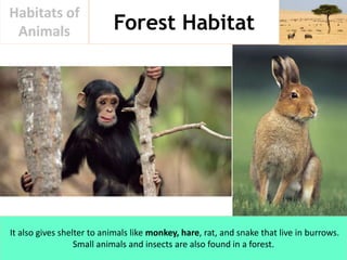 Habitats of Animals | PPTX