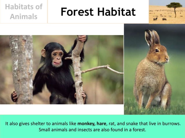 Habitats of Animals | PPTX