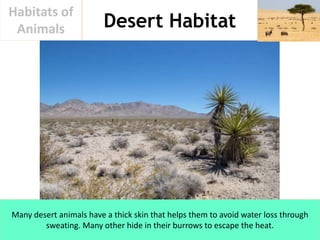 Habitats of Animals | PPTX