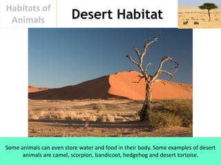 Habitats of Animals | PPTX