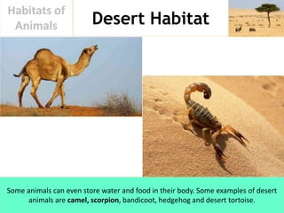 Habitats of Animals | PPTX