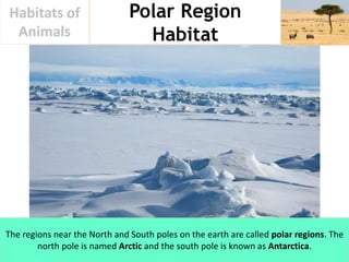 Habitats of Animals | PPTX