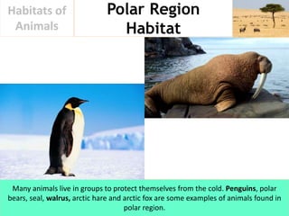 Habitats of Animals | PPTX