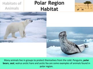 Habitats of Animals | PPTX