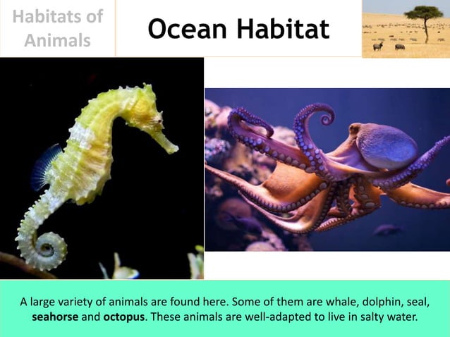 Habitats of Animals | PPTX