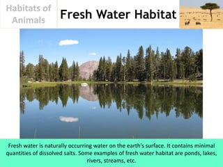 Habitats of Animals | PPTX