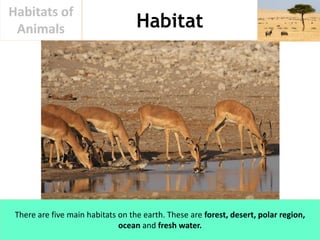 Habitats of Animals | PPTX