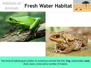 Habitats of Animals | PPTX