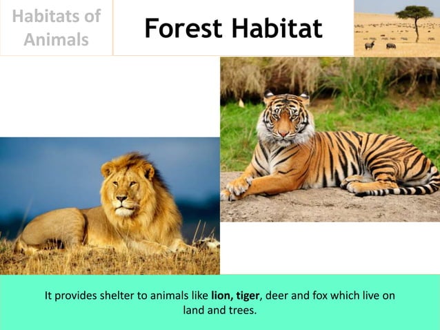 Habitats of Animals | PPTX