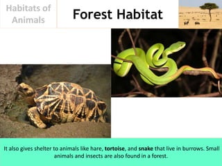 Habitats of Animals | PPTX