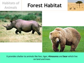 Habitats of Animals | PPTX