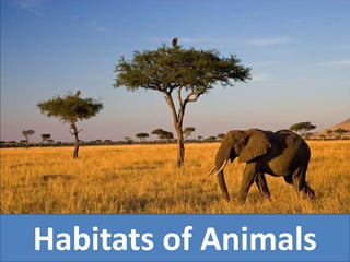 Terrestrial Habitat For Kids