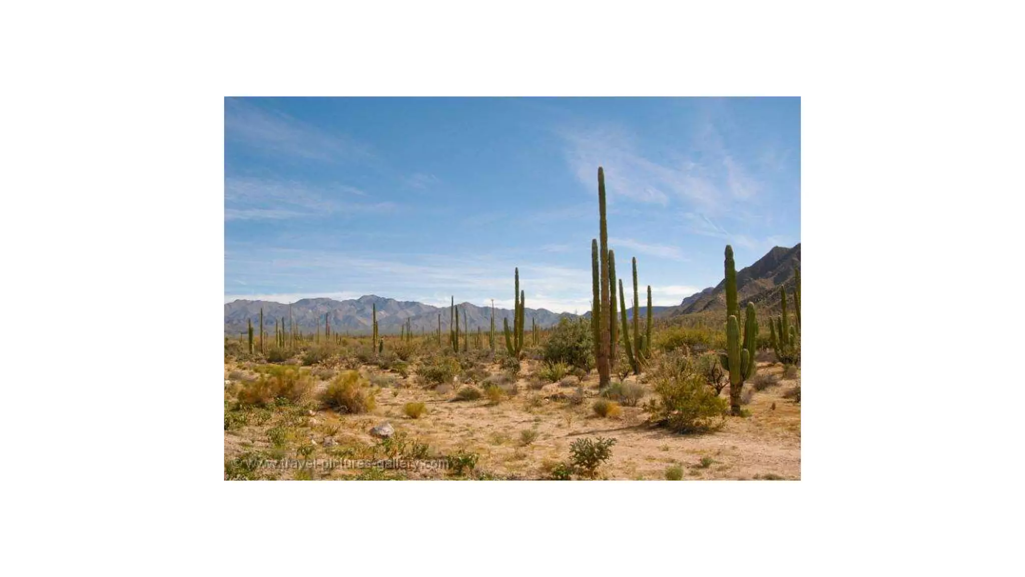 Habitats wetlands grasslands- deserts | PPT