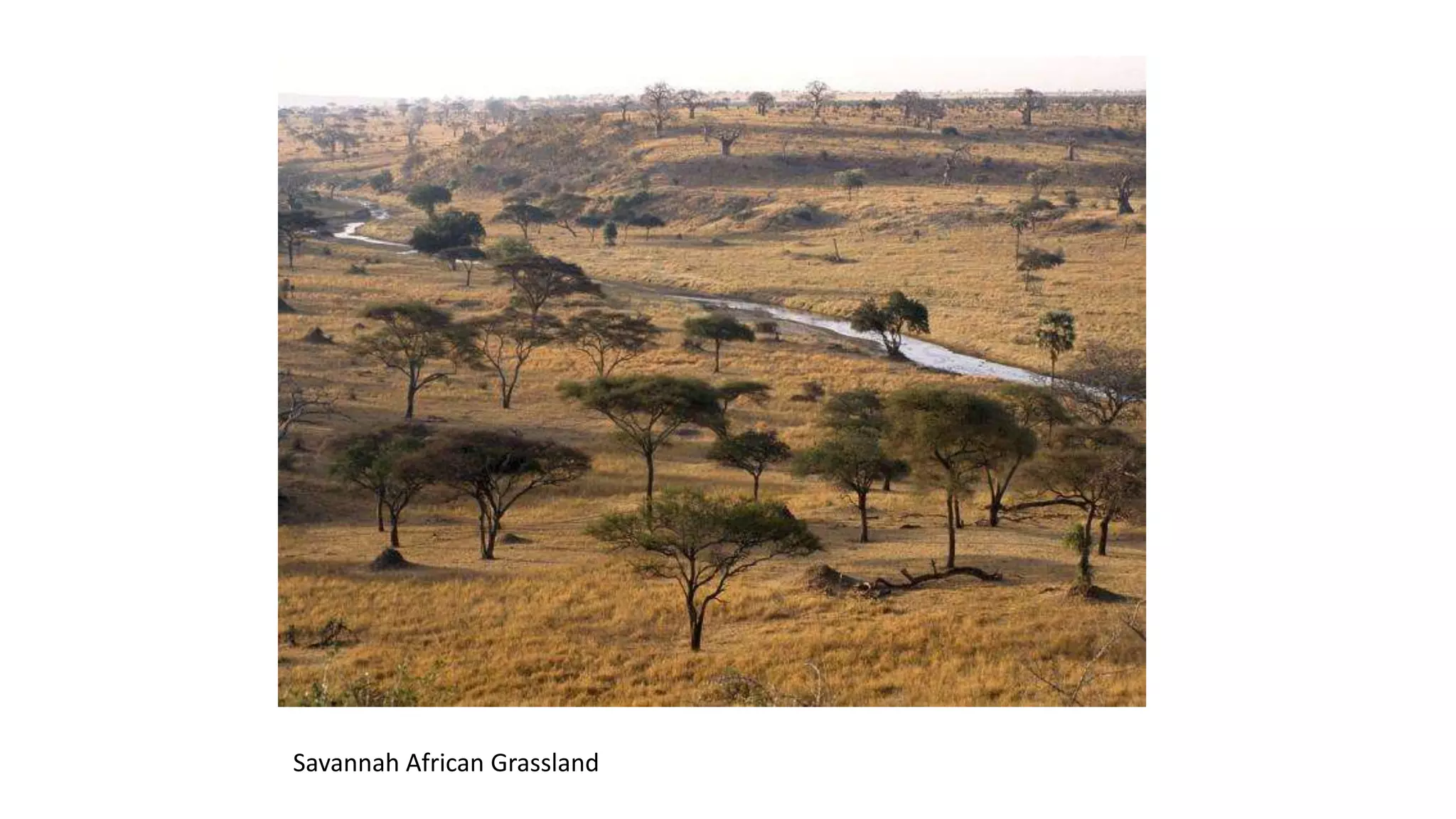 Habitats wetlands grasslands- deserts | PPT