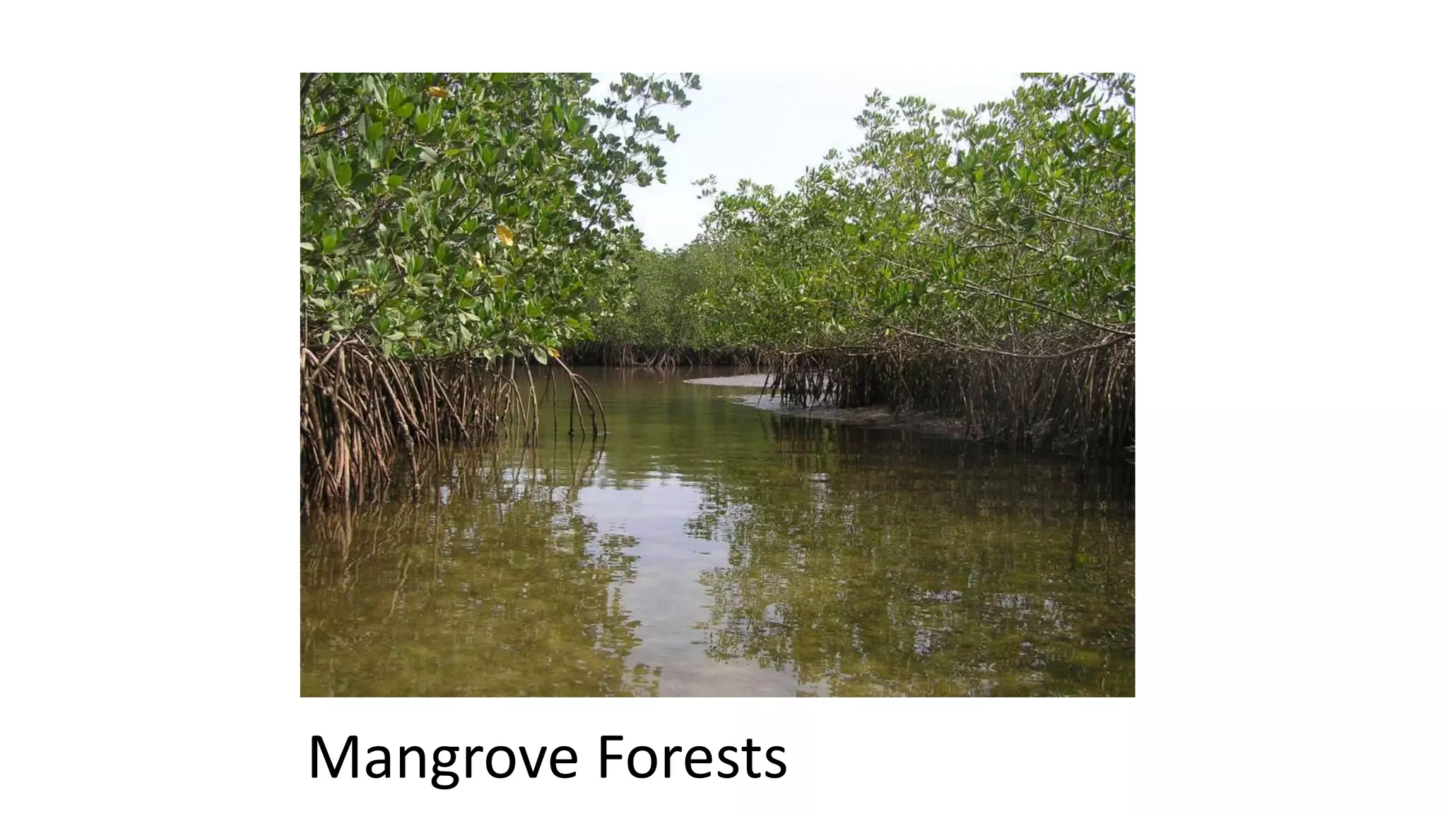 Habitats wetlands grasslands- deserts | PPT