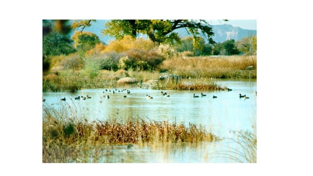 Habitats wetlands grasslands- deserts | PPT