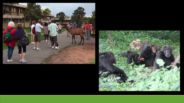 Habituation | PPTX | Birds | Pets