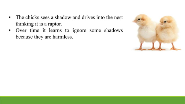 Habituation | PPTX | Birds | Pets