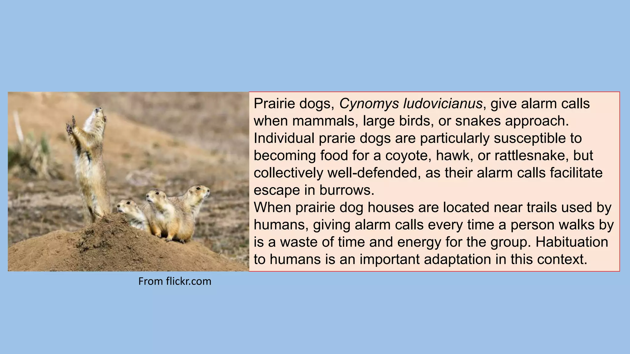 Habituation in Animlas | PPTX