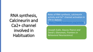 Habituation in Aplysia | PDF