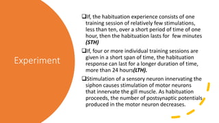 Habituation in Aplysia | PPT