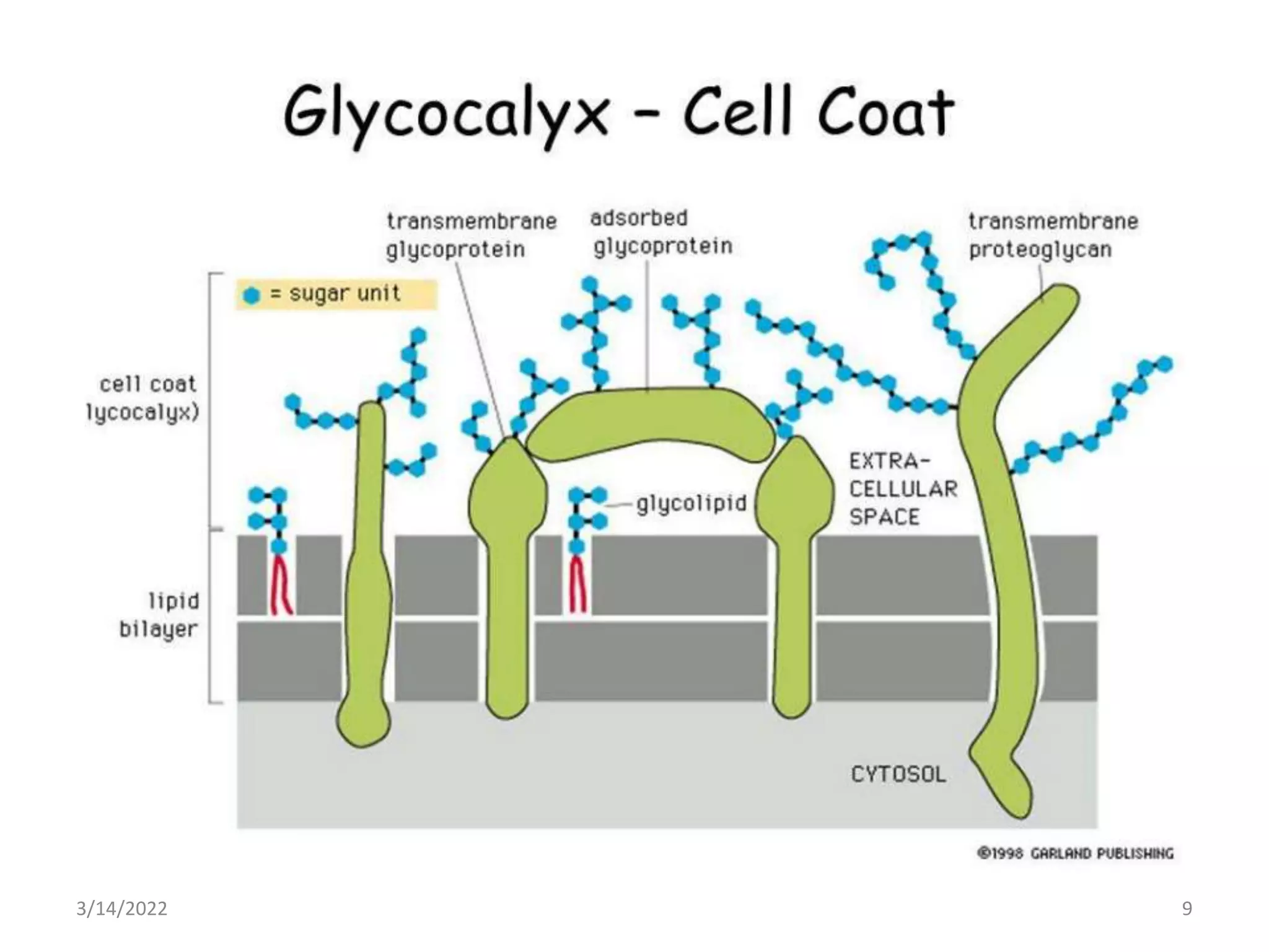 Habtamu cell coat | PPT