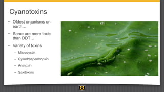 HAB WS - Rebecca North | PPT