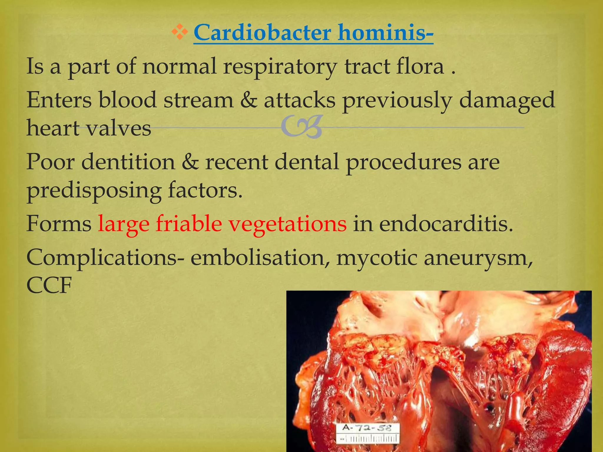 Hacek | PPTX | Dental Health | Diseases and Conditions