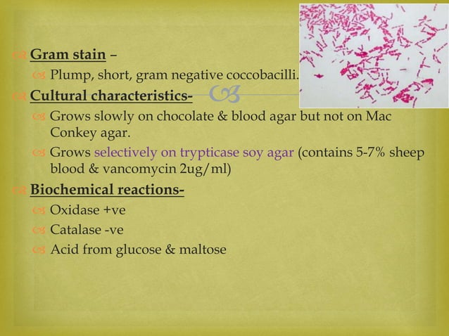 Hacek | PPTX | Dental Health | Diseases and Conditions