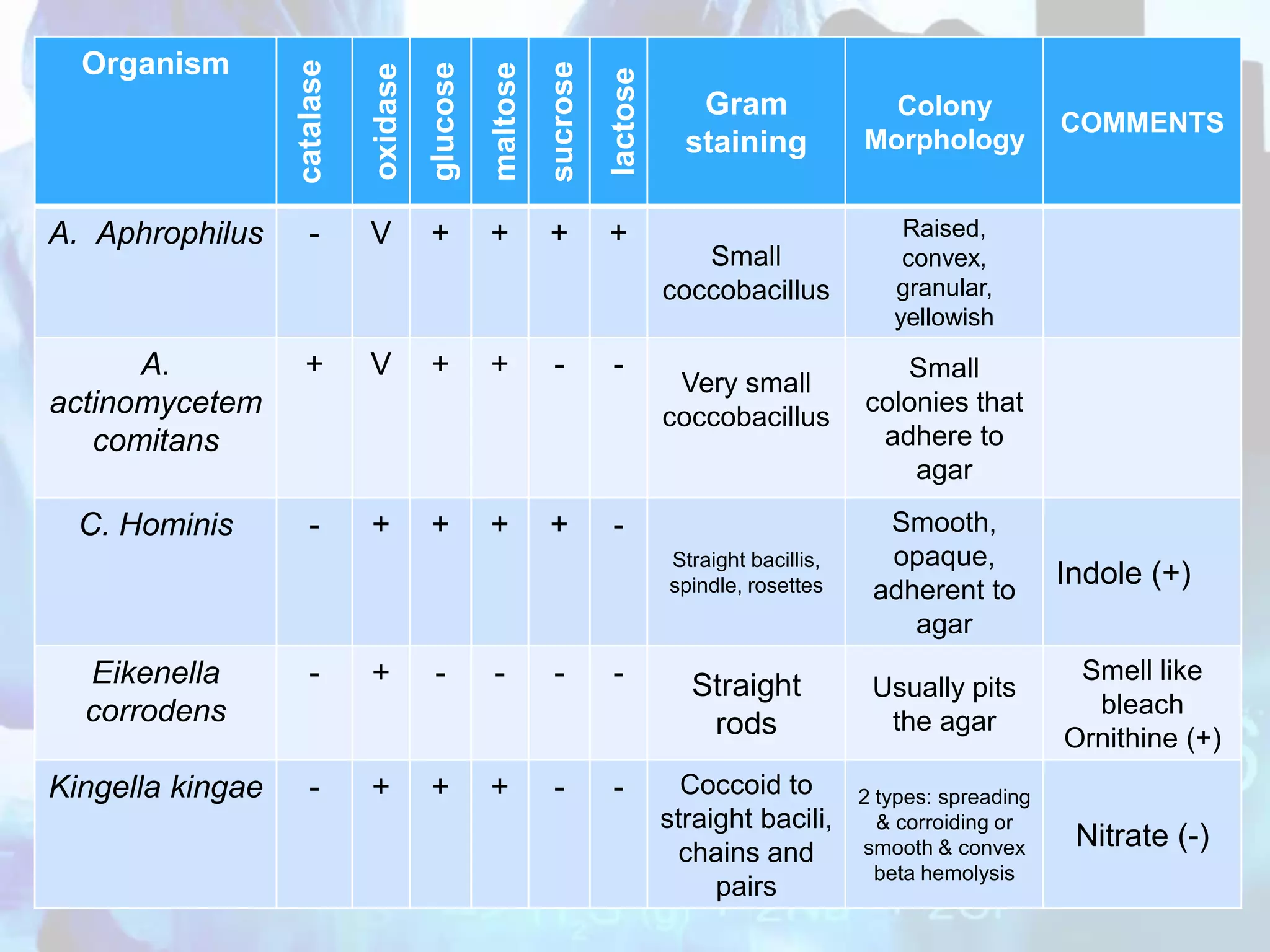 Hacek report iin bacte | PPTX