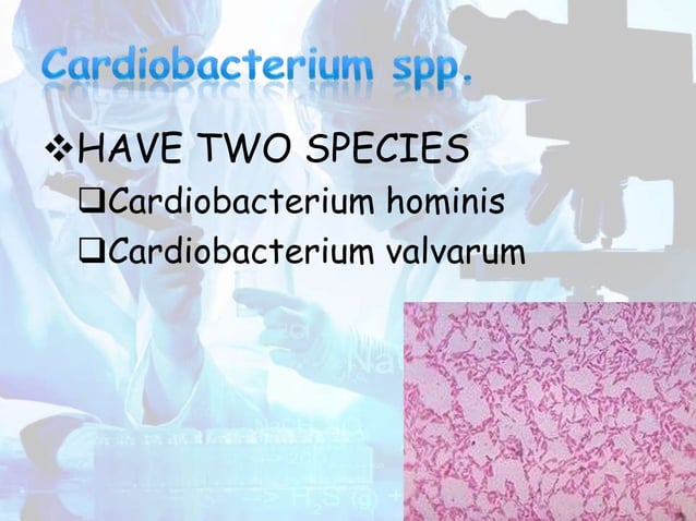 Hacek report iin bacte | PPTX