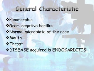 Hacek report iin bacte | PPTX