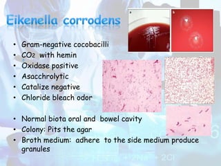 Hacek report iin bacte | PPTX